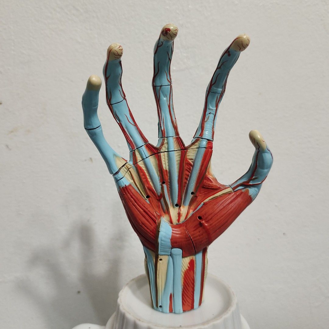 Human Hand Anatomical Puzzle Model on Carousell