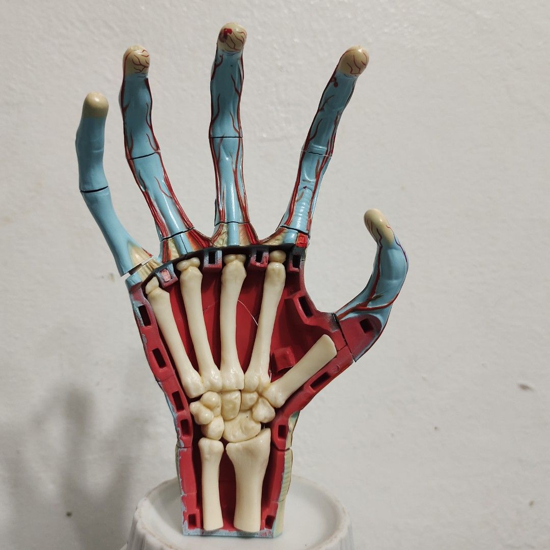 Human Hand Anatomical Puzzle Model on Carousell
