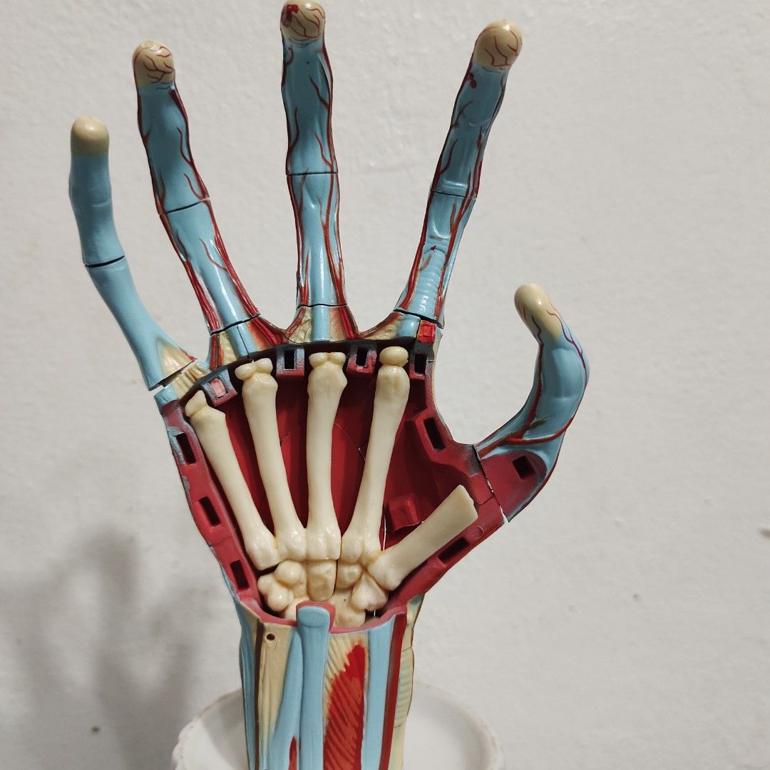 Human Hand Anatomical Puzzle Model on Carousell