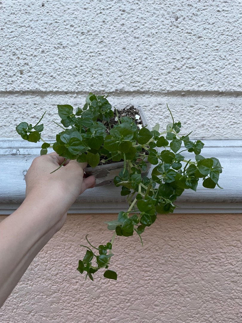 Lush Pansit-Pansitan Peperomia Pellucida Ulasimong-Bato with Seeds ...