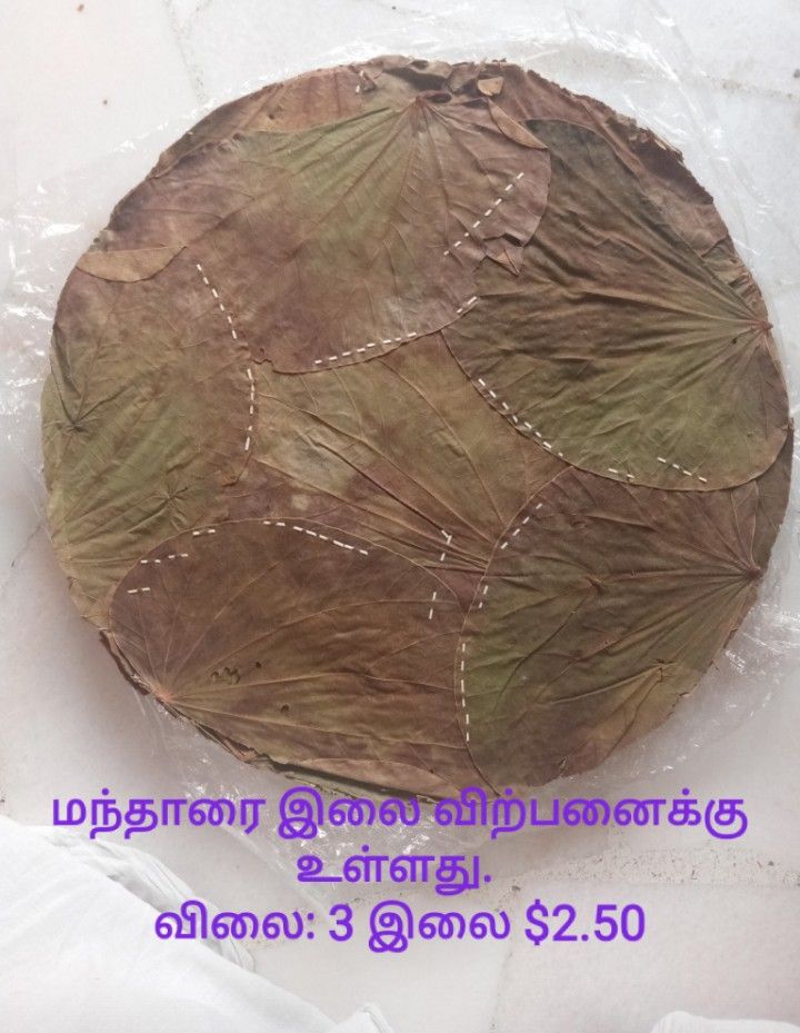 Mantharai leaf, Everything Else on Carousell