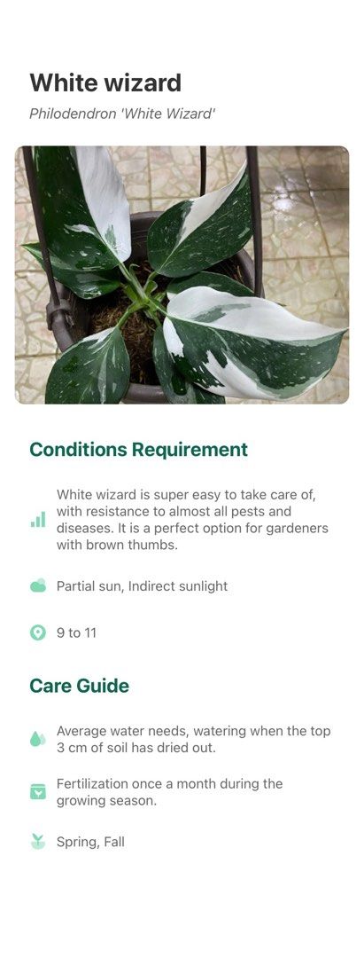 Philodendron white wizard marble, Furniture & Home Living, Gardening ...