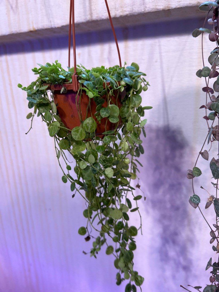 String Of Hearts Variegated/String Of Hearts/String Of Turtles. $12 ...