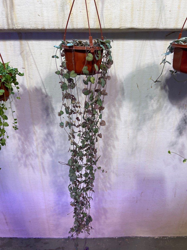 String Of Hearts Variegated/String Of Hearts/String Of Turtles. $12 ...