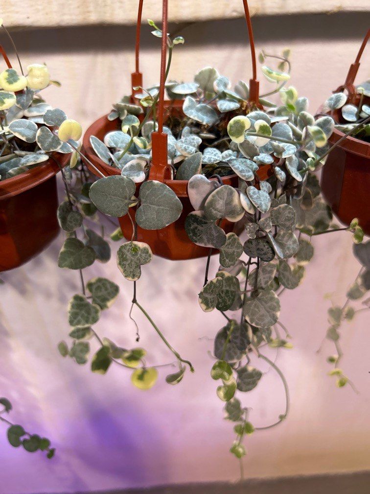 String Of Hearts Variegated/String Of Hearts/String Of Turtles. $12 ...