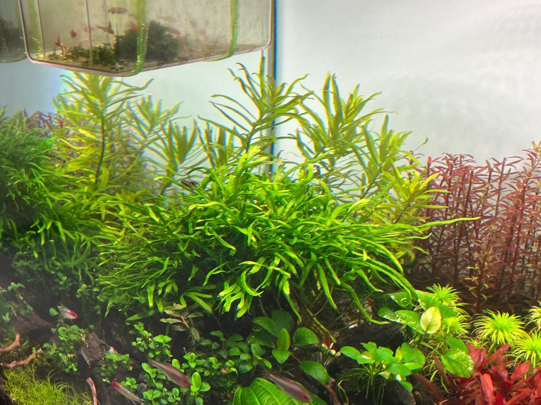 Trident fern microsorum pteropus, Everything Else on Carousell