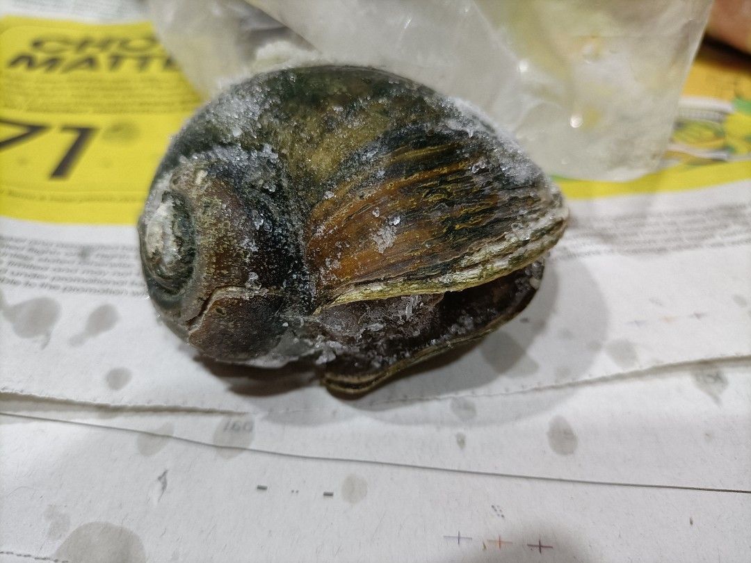 1 kg frozen water snails aquarium fish tank food, 10kg available, Pet ...