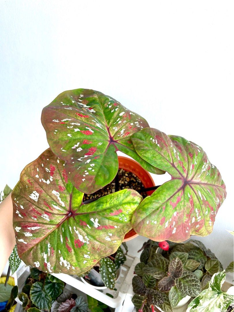 Big Tricolor Caladium Mother Plant, Furniture & Home Living, Gardening ...