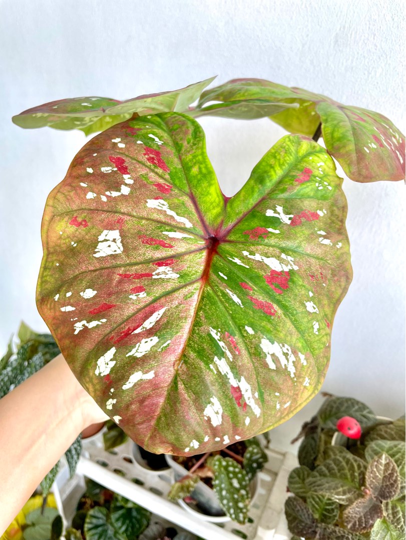Big Tricolor Caladium Mother Plant, Furniture & Home Living, Gardening ...