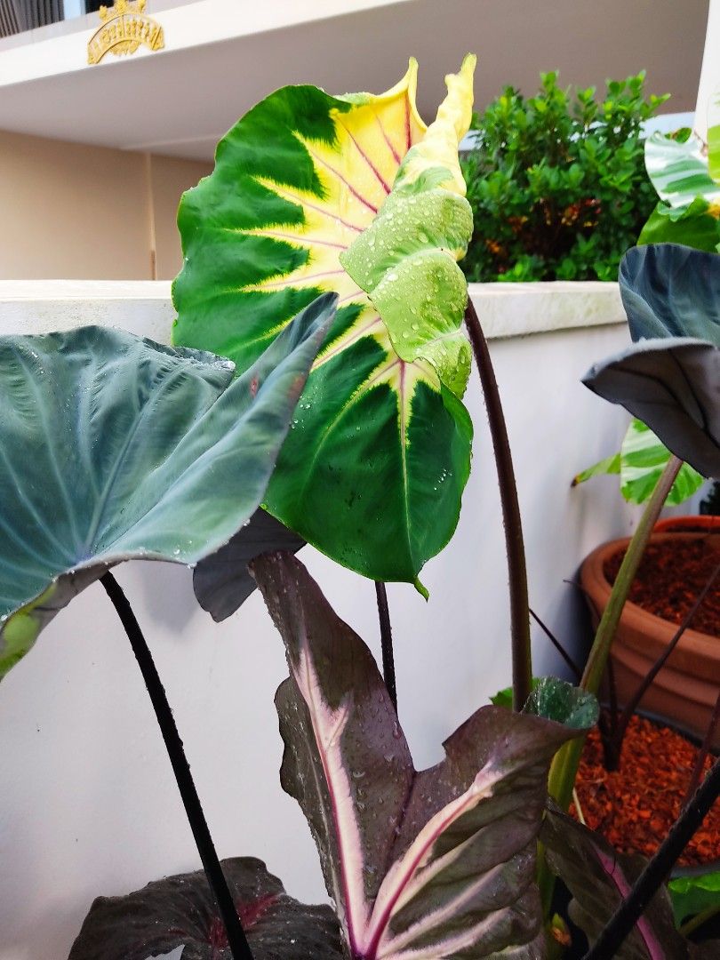Colocasia Siren Sunmoon, Furniture & Home Living, Gardening, Plants ...