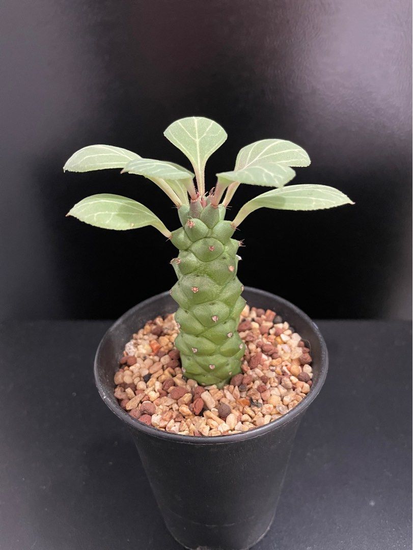 Euphorbia Ritchiei (Monadenium Ritchiei) #Succulent, Furniture & Home ...