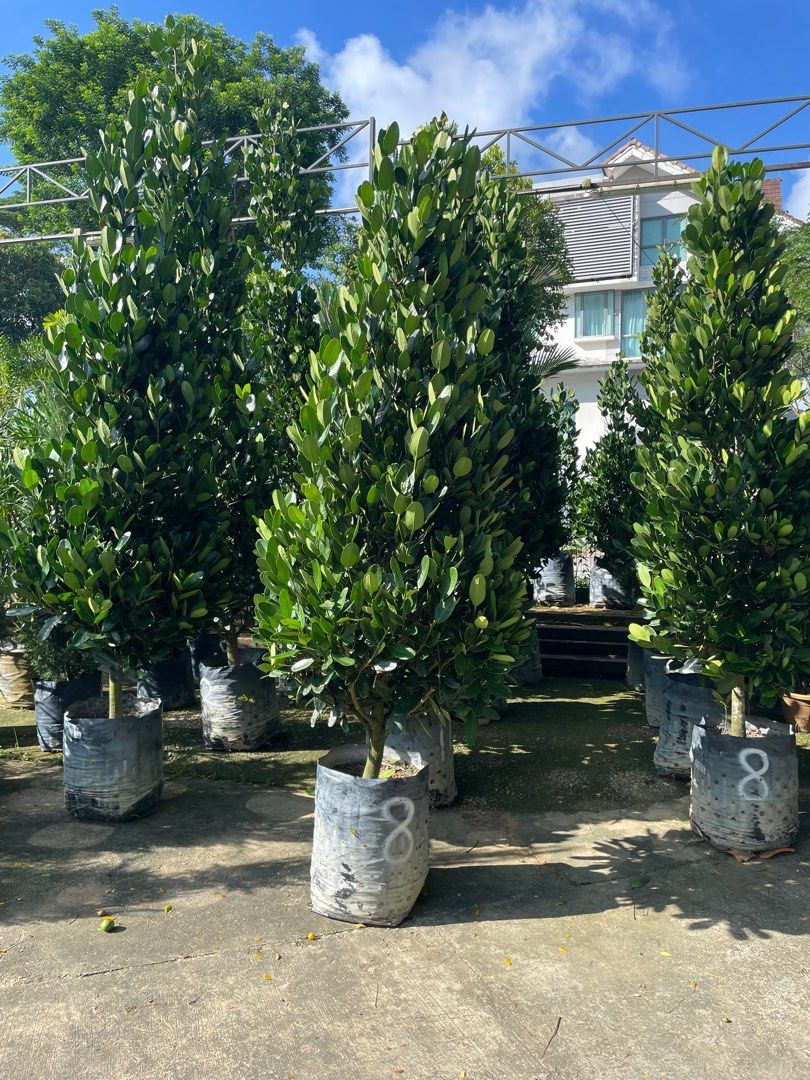 Garcinia subelliptica, Happiness tree (1.6m height from $140 ...