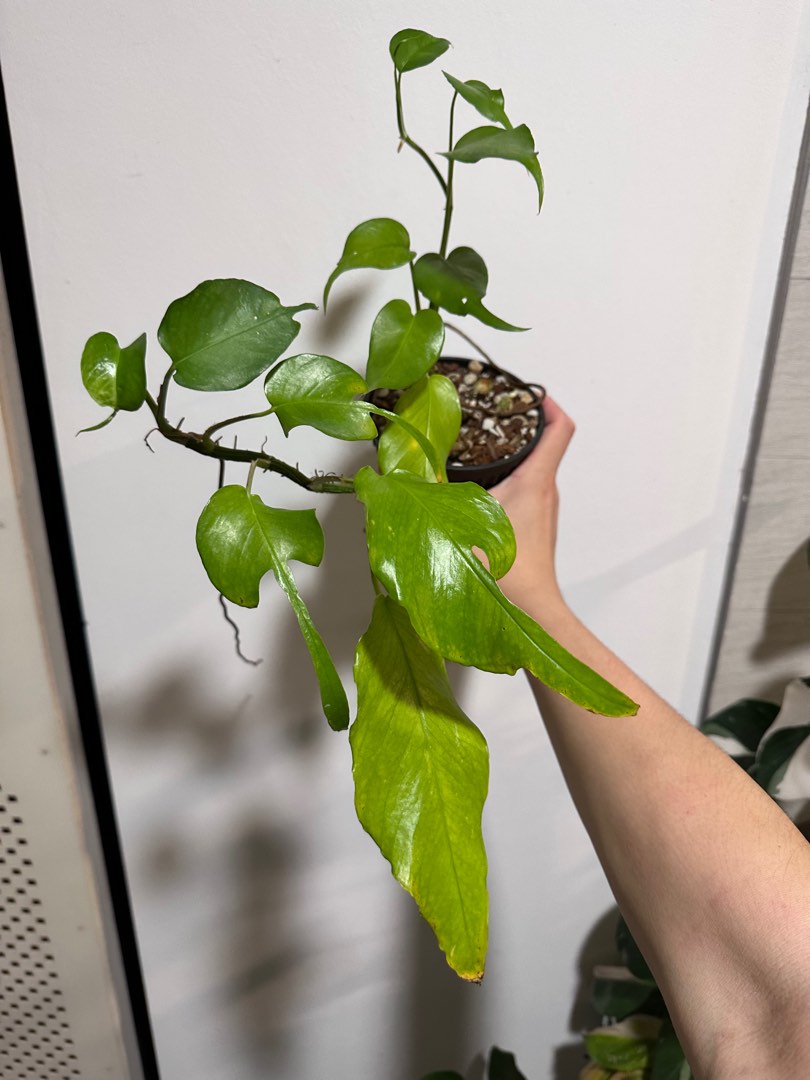 Houseplant - Epipremnum Skeleton Key, Furniture & Home Living ...