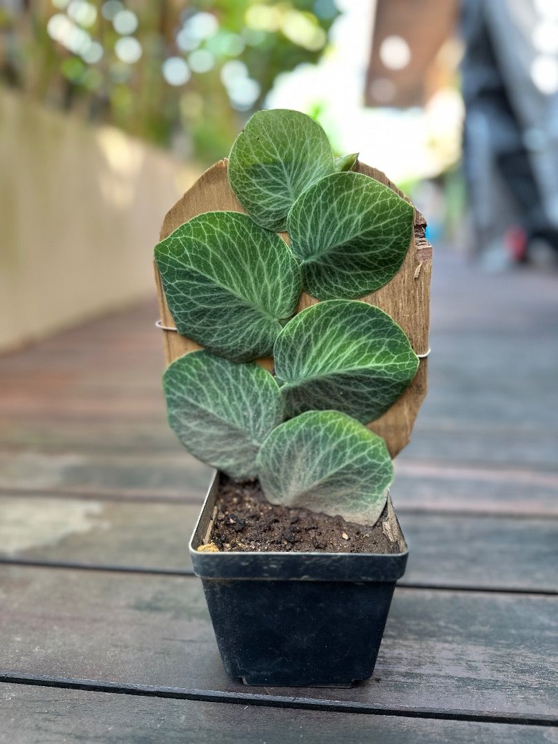 Rhaphidophora Cryptantha (Shingle plant), Furniture & Home Living ...