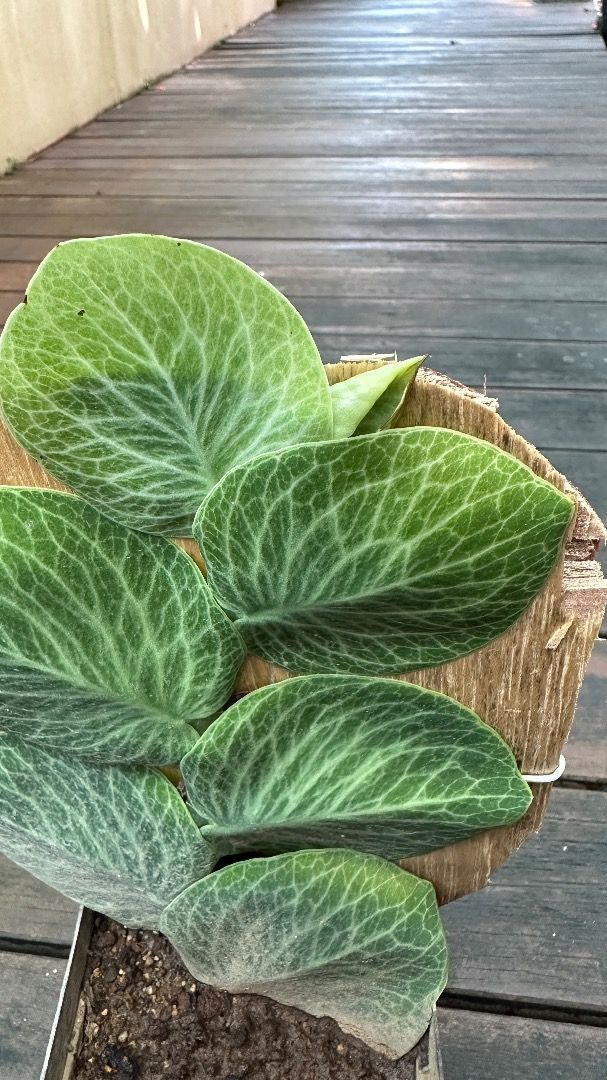 Rhaphidophora Cryptantha (Shingle plant), Furniture & Home Living ...