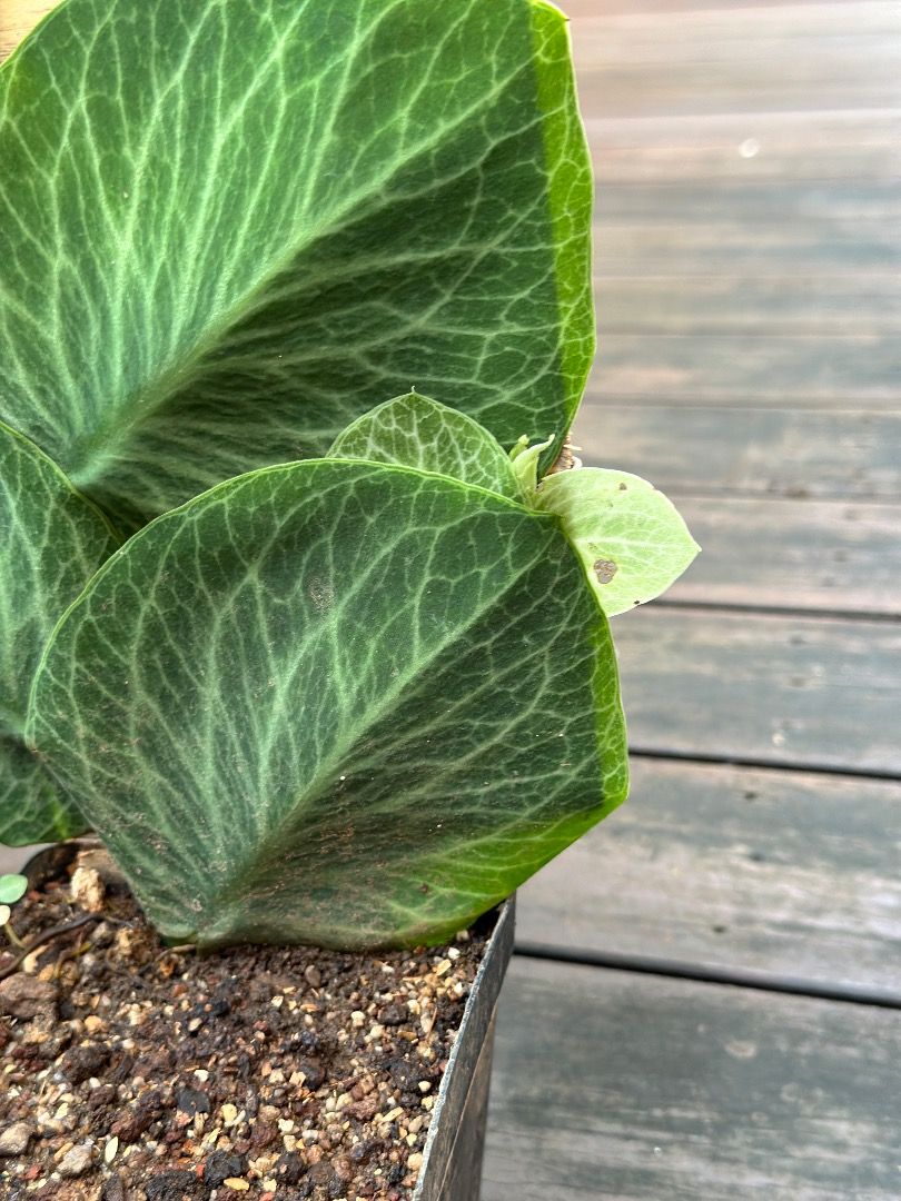 Rhaphidophora Cryptantha (Shingle plant), Furniture & Home Living ...