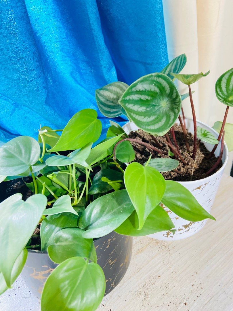WATERMELON PEPPEROMIA INDOOR PLANTS WITH CUTE POTS on Carousell