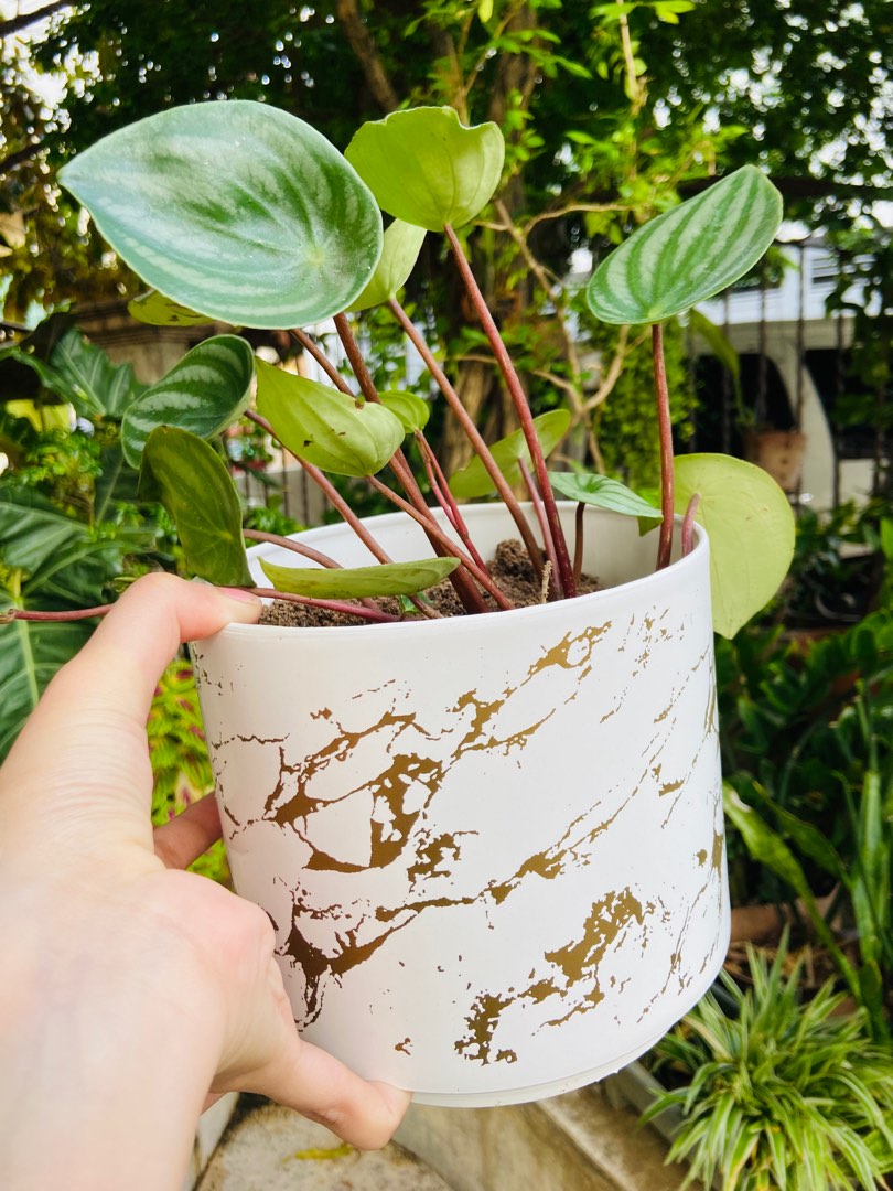 WATERMELON PEPPEROMIA INDOOR PLANTS WITH CUTE POTS on Carousell