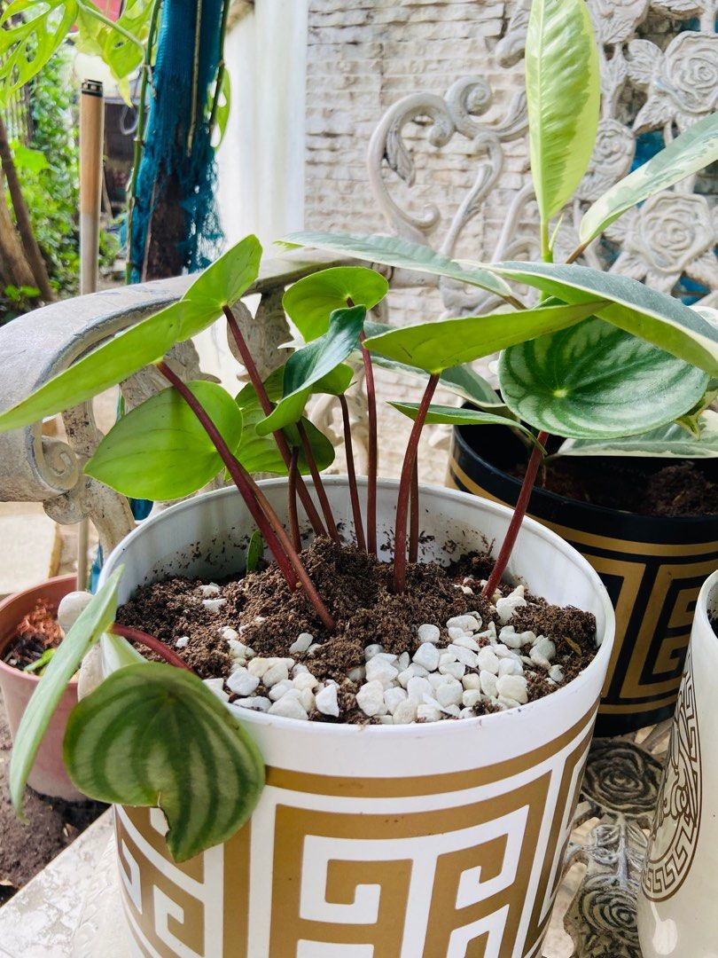 WATERMELON PEPPEROMIA INDOOR PLANTS WITH CUTE POTS on Carousell