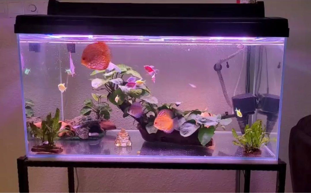 3 Feet fish tank with stand, Pet Supplies, Homes & Other Pet ...