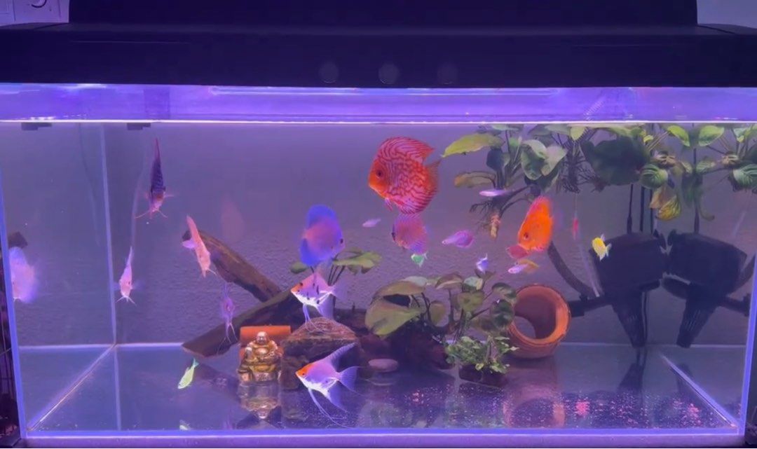 3 Feet fish tank with stand, Pet Supplies, Homes & Other Pet ...