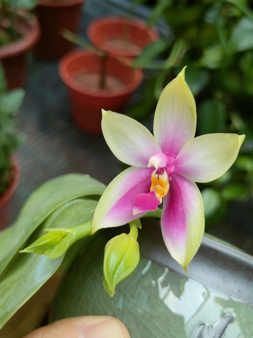 Bellina BTFire, Furniture & Home Living, Gardening, Plants & Seeds on ...