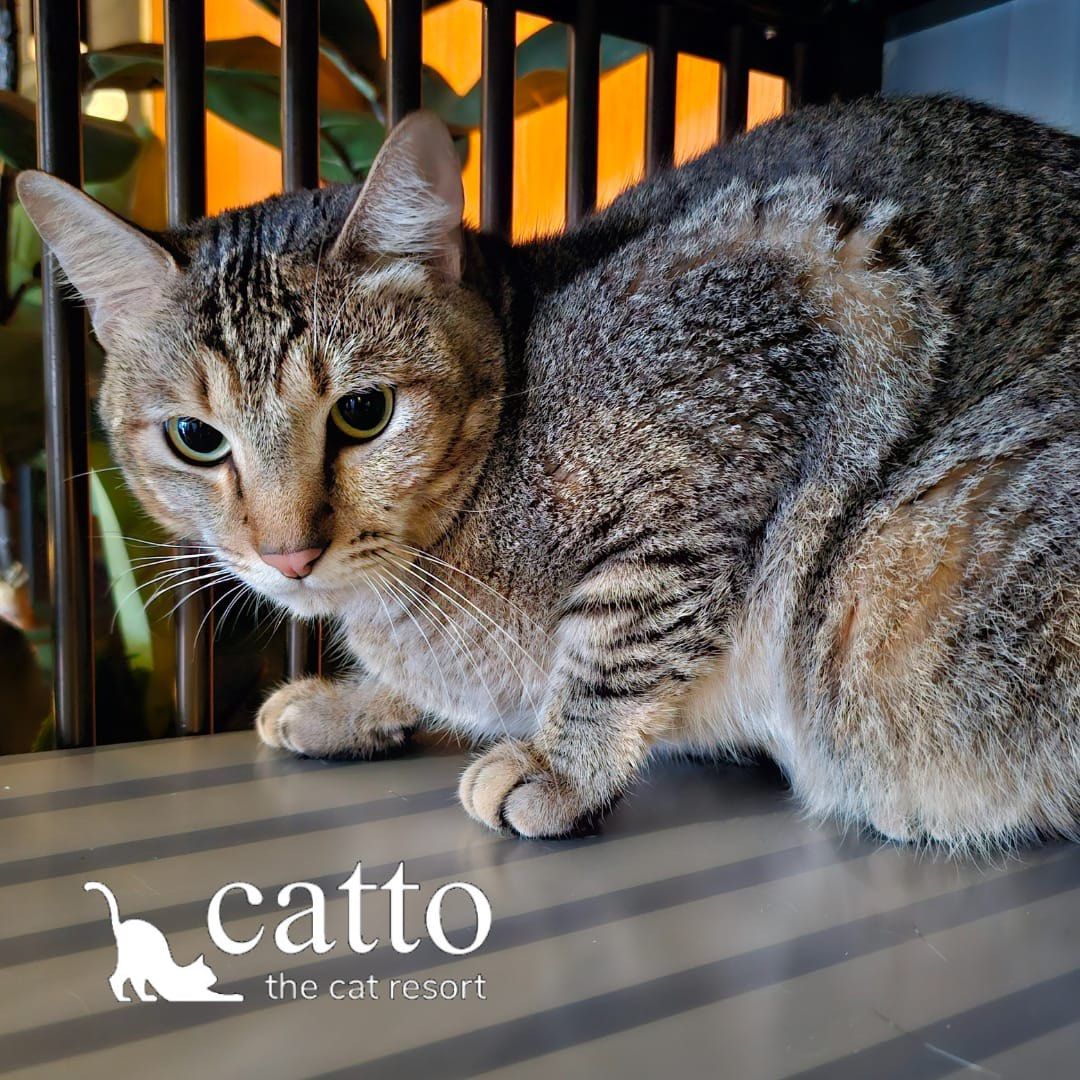 Catto Resort -Cat Boarding-, Pet Supplies, Health & Grooming on Carousell