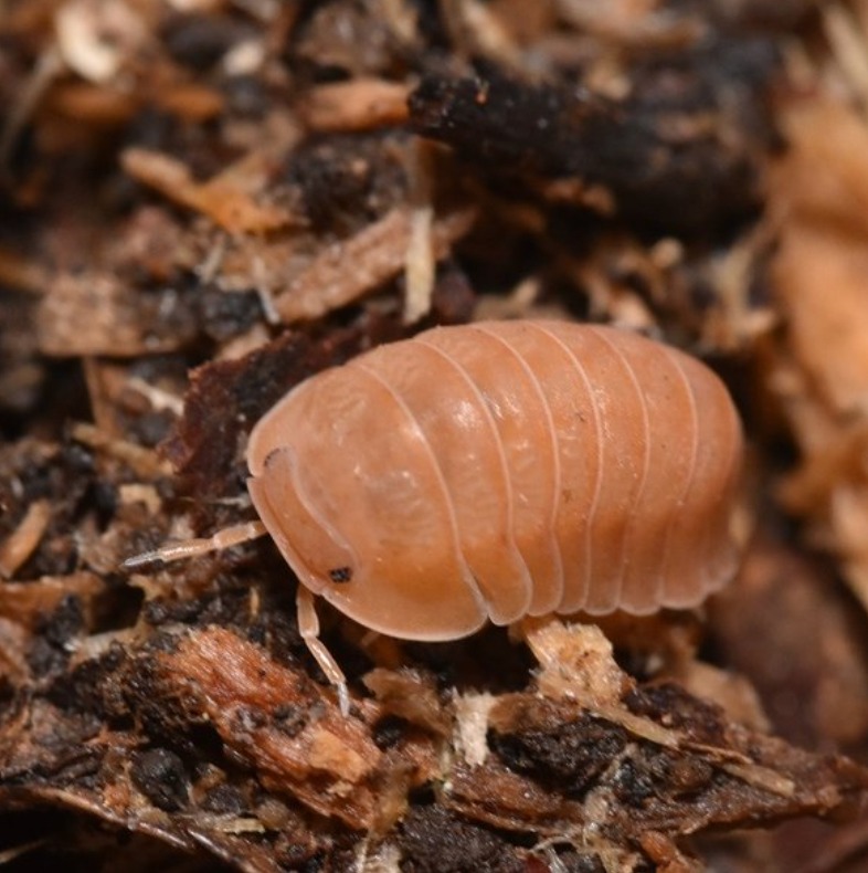 Cubaris Mandarin Isopod, Pet Supplies, Homes & Other Pet Accessories on ...