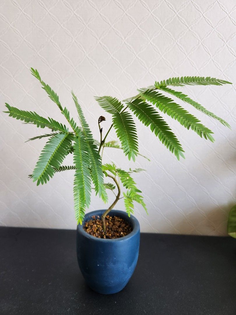 Everfresh Japan plant in blue pot (Pithecellobium Confertum), Furniture ...