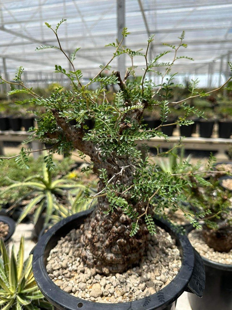 Operculicarya pachypus, Furniture & Home Living, Gardening, Plants & Seeds on Carousell