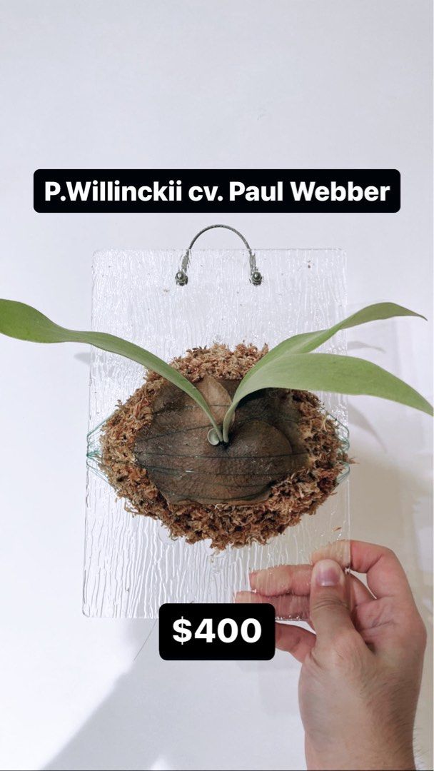 鹿角蕨 超高冠 willinckii “Paul Webber”, 傢俬＆家居, 園藝, 植物及種子 - Carousell