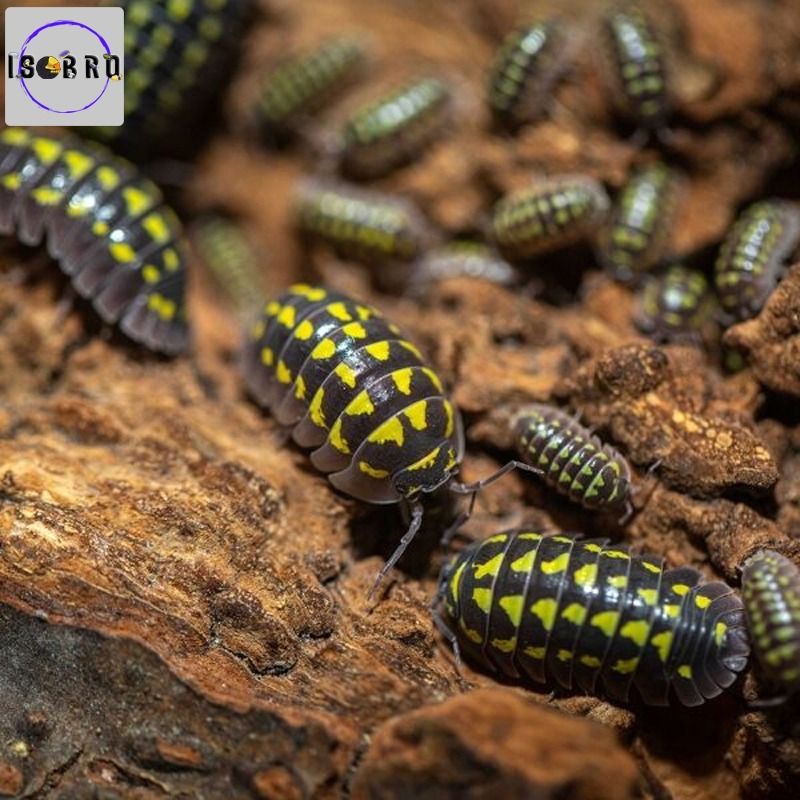 Armadillidium Gestroi Isopod — (Min 10pcs Frozen Pet Food Feeder), Pet ...