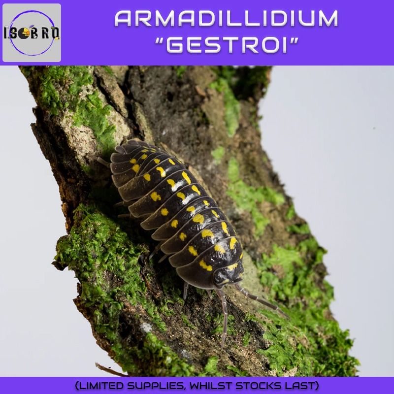 Armadillidium Gestroi Isopod — (Min 10pcs Frozen Pet Food Feeder), Pet ...