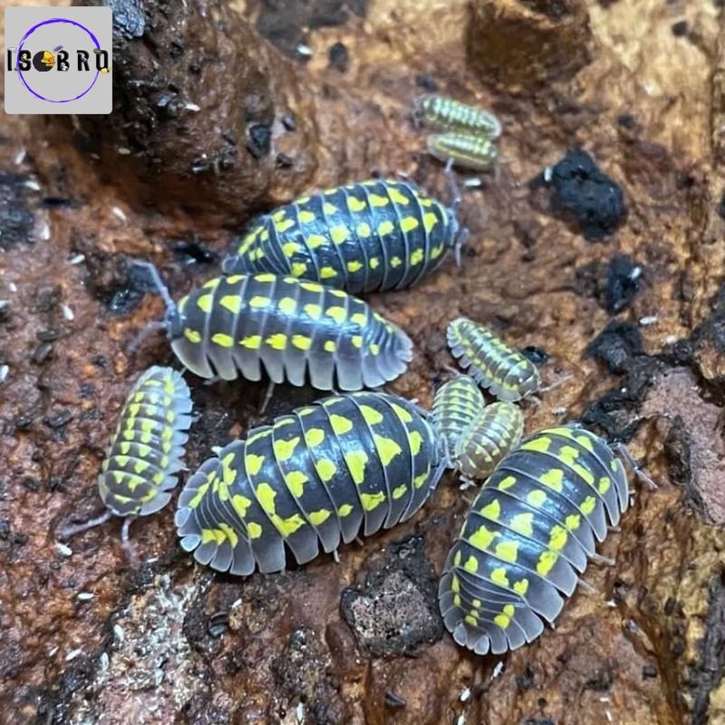 Armadillidium Gestroi Isopod — (Min 10pcs Frozen Pet Food Feeder), Pet ...