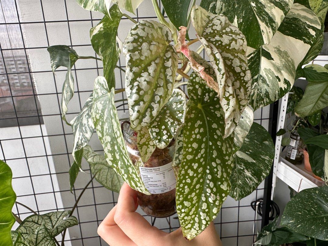 Begonia snow cap, Furniture & Home Living, Gardening, Plants & Seeds on ...