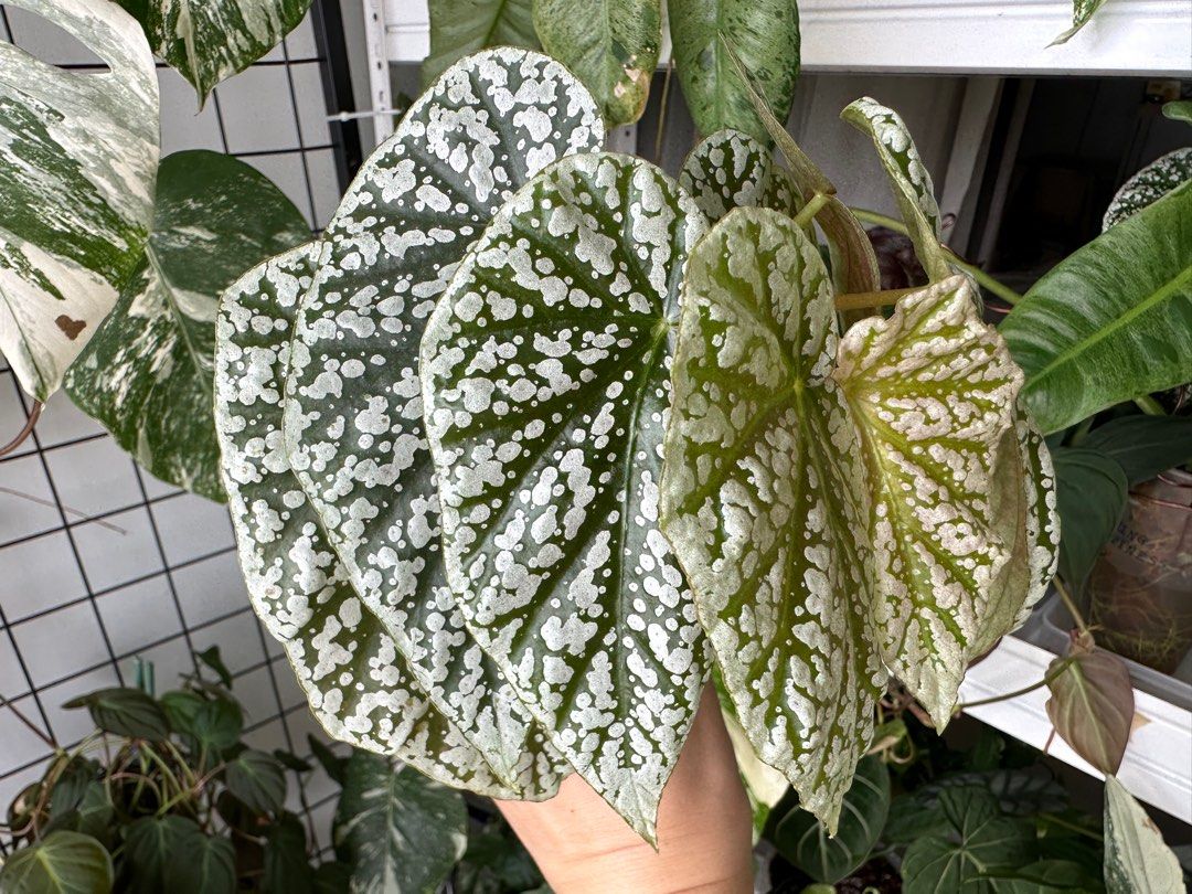 Begonia snow cap (top cut) rooted big leaves, Furniture & Home Living ...