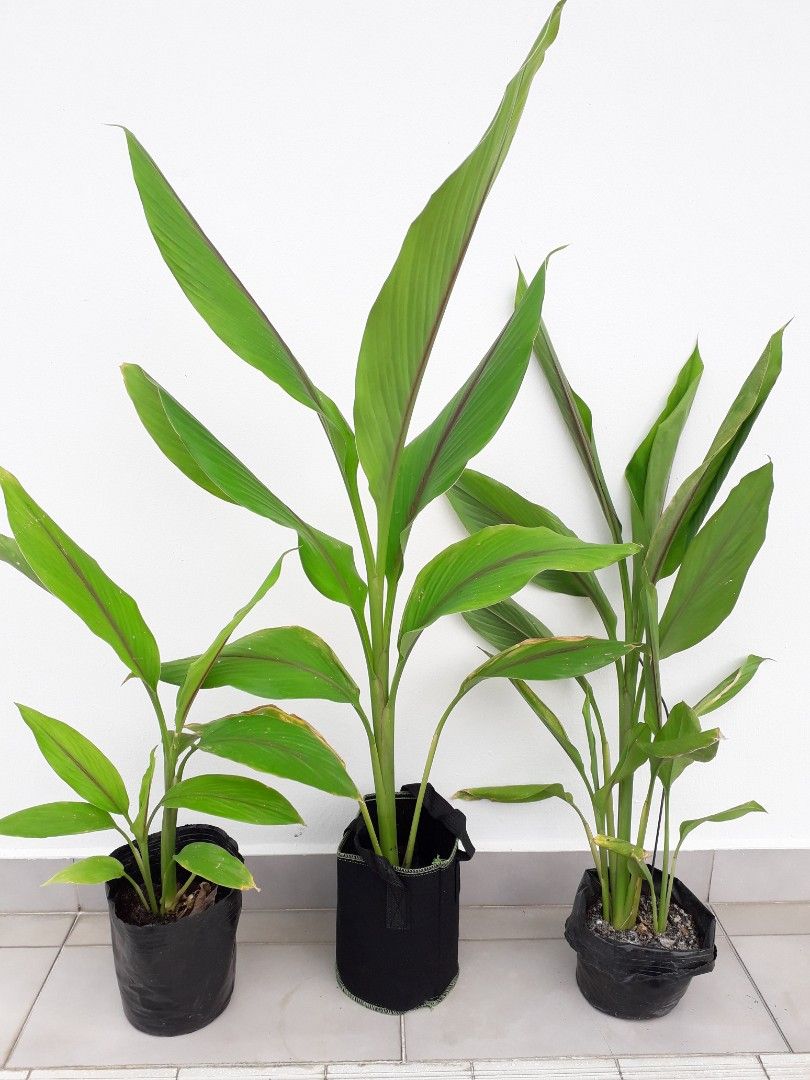 Black Tumeric (Temu Ireng) Herb Plant, Furniture & Home Living ...