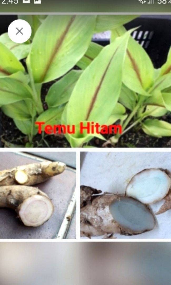 Black Tumeric (Temu Ireng) Herb Plant, Furniture & Home Living ...