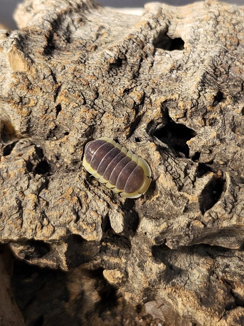 Cubaris Lemon blue isopod food, Pet Supplies, Pet Food on Carousell