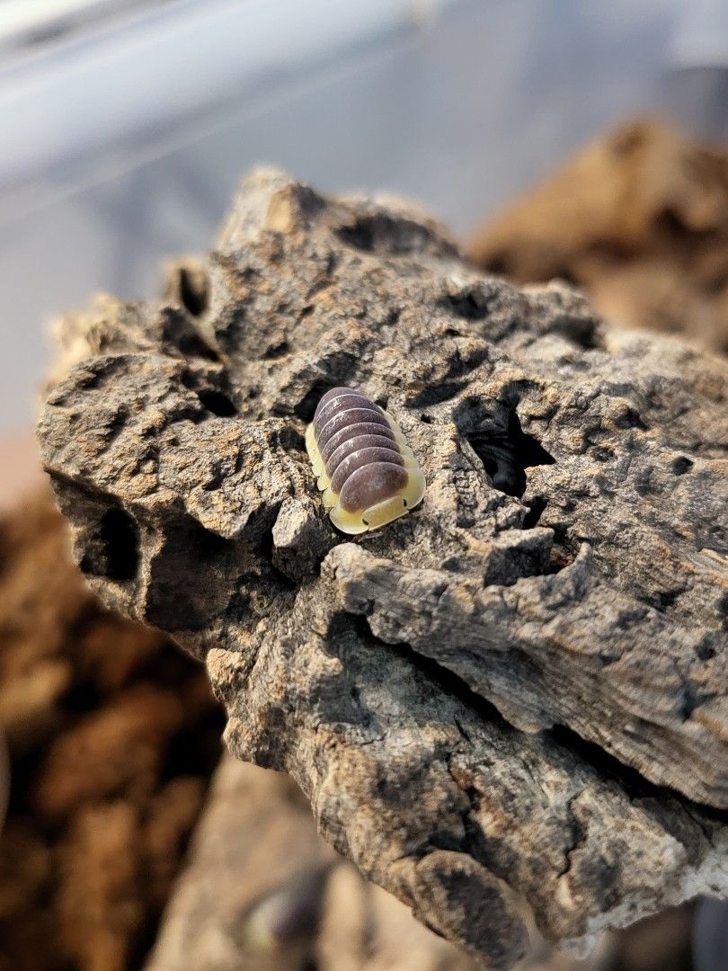 Cubaris Lemon blue isopod food, Pet Supplies, Pet Food on Carousell