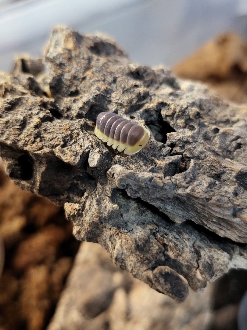 Cubaris Lemon blue isopod food, Pet Supplies, Pet Food on Carousell