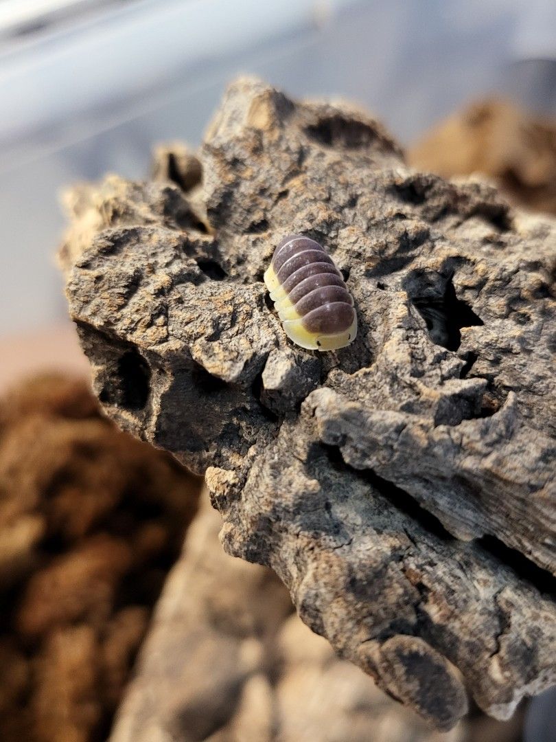 Cubaris Lemon blue isopod food, Pet Supplies, Pet Food on Carousell