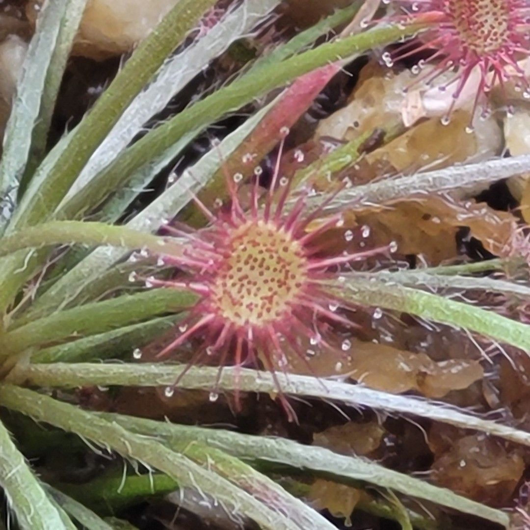 Drosera Paradoxa Sundew, Furniture & Home Living, Gardening, Plants ...