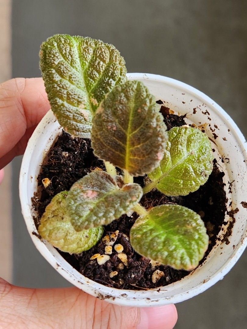 Episcia, Furniture & Home Living, Gardening, Plants & Seeds on Carousell