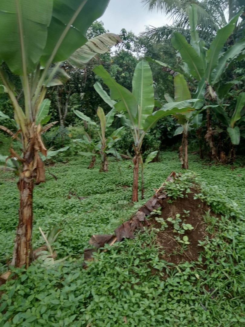 Farm lot for sale with fruits bearing, Property, For Sale, Lot on Carousell