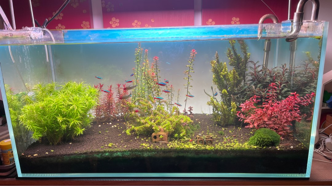 Fish tank, Pet Supplies, Homes & Other Pet Accessories on Carousell