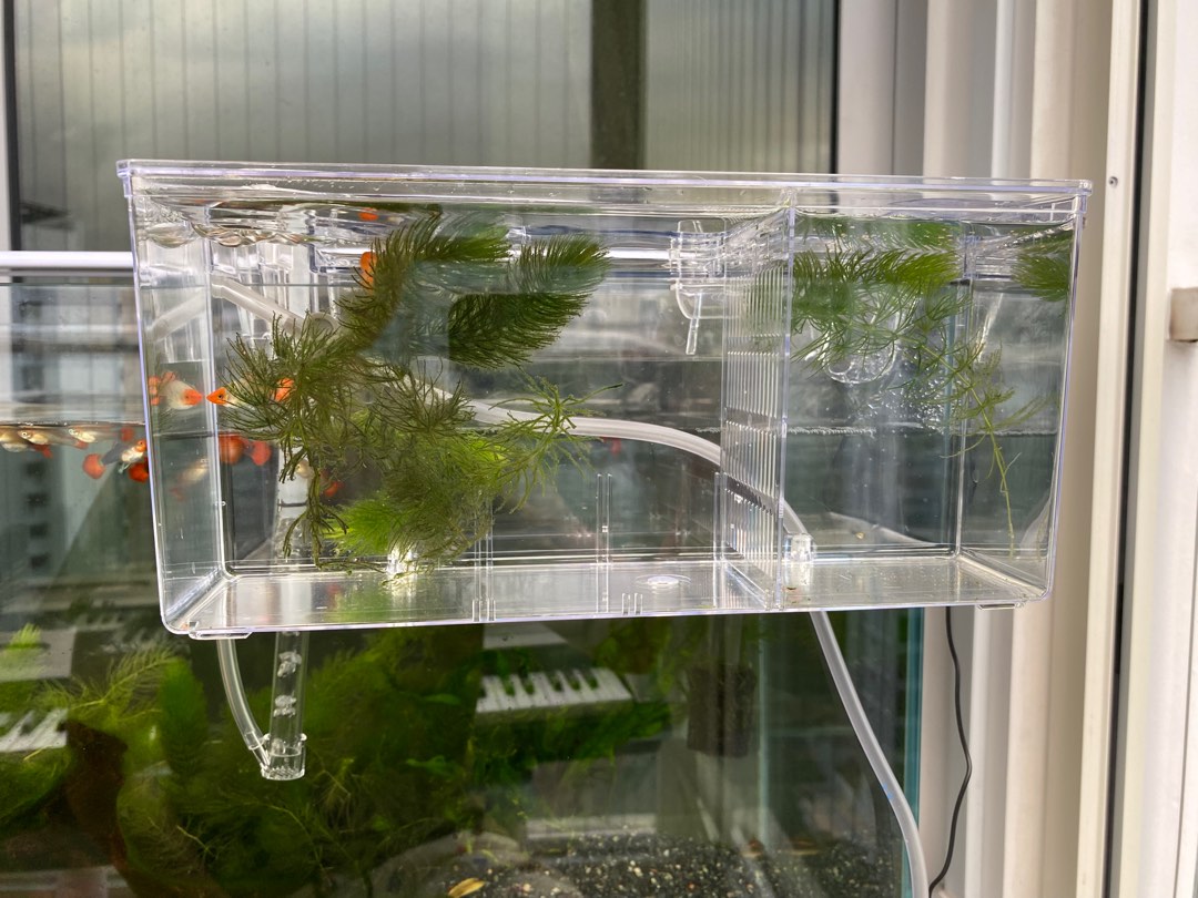 Fluval multi-chamber holding & breeding box 0.5gallon/1.9l, Pet ...