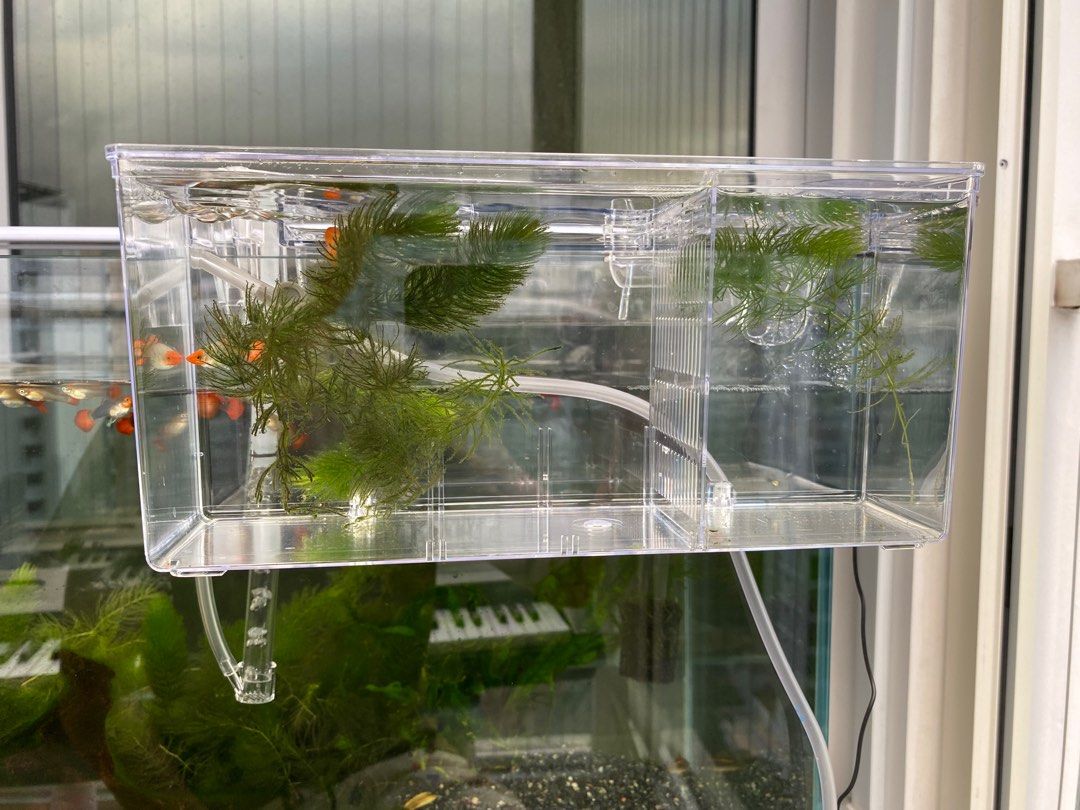 Fluval multi-chamber holding & breeding box 0.5gallon/1.9l, Pet ...