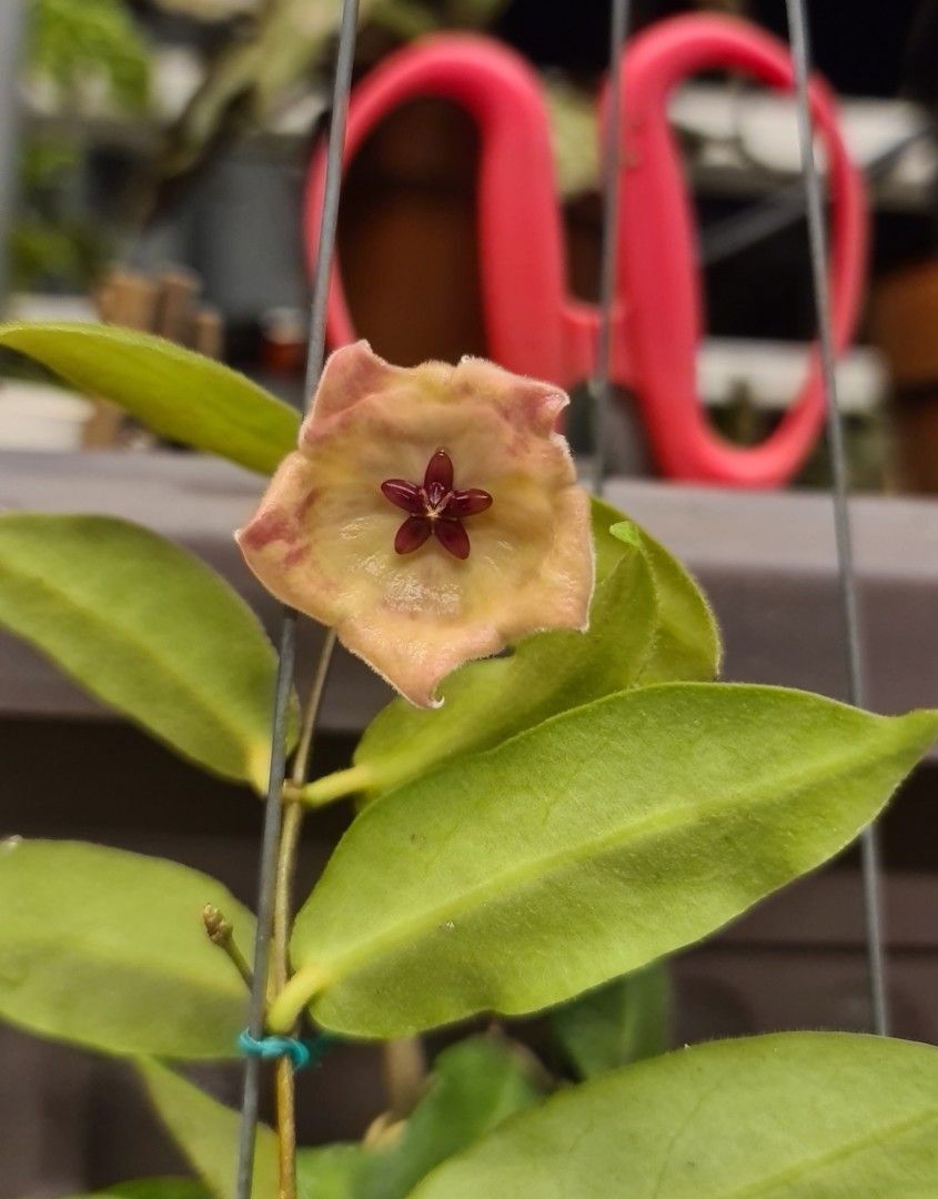 Hoya patella pink, Furniture & Home Living, Gardening, Plants & Seeds ...