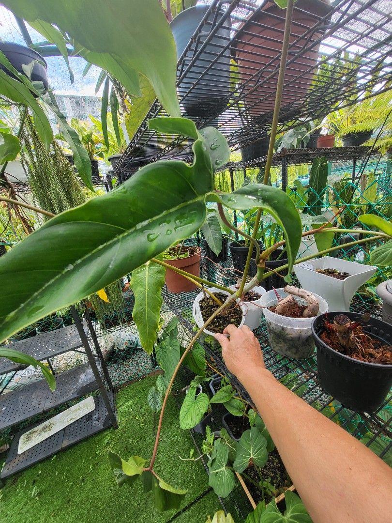 Philodendron Delinksii, Furniture & Home Living, Gardening, Plants ...